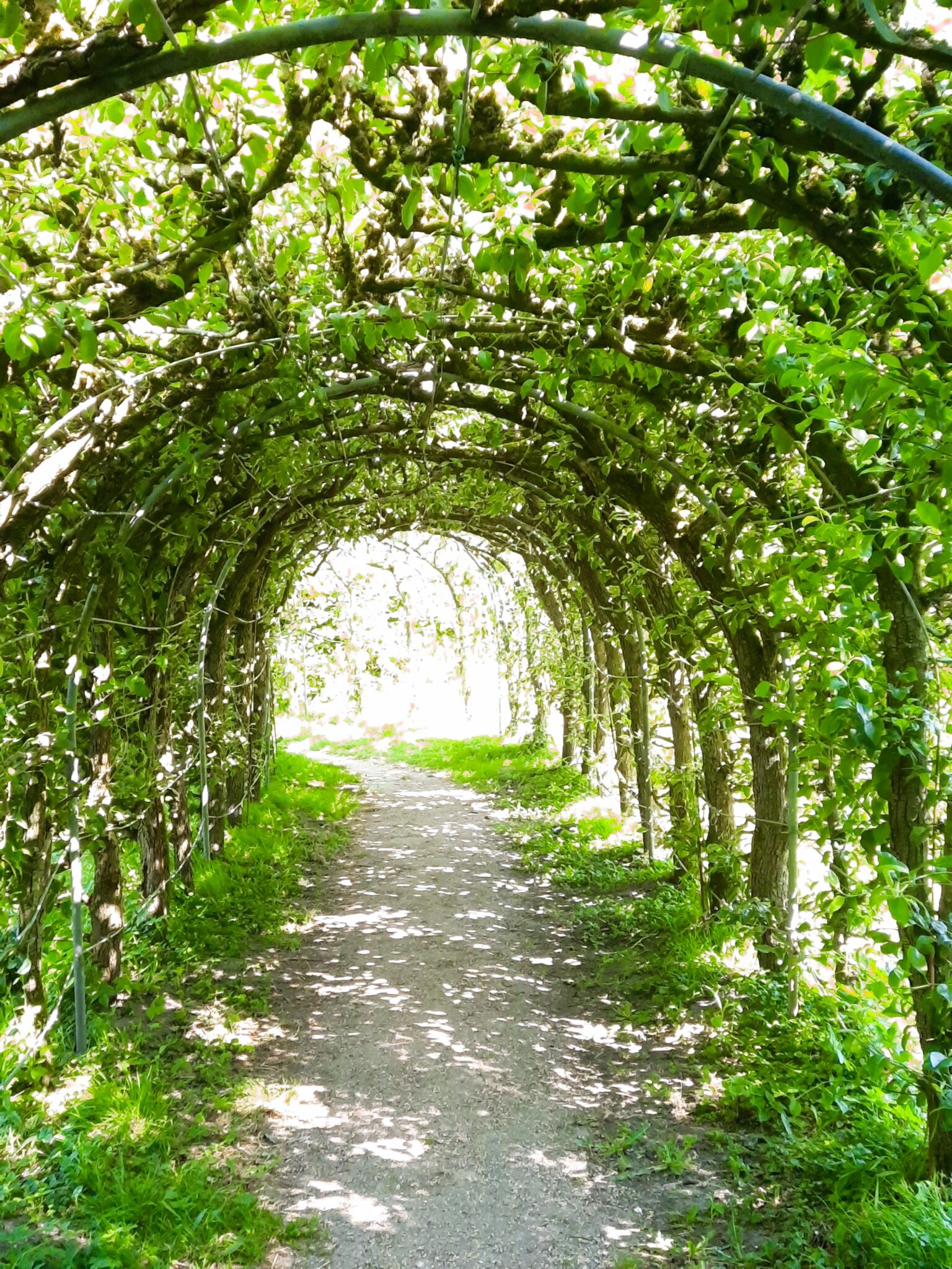 Kruidenwandeling Kasteel van Rhoon - Natuurlijkzeker
